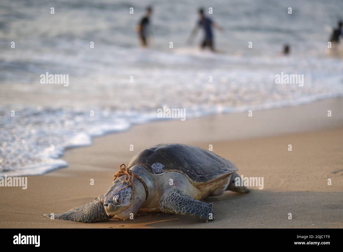 Dead sea turtle fishing fisherman rope fishing nets marari beach envirnoment Foto: Soren ...