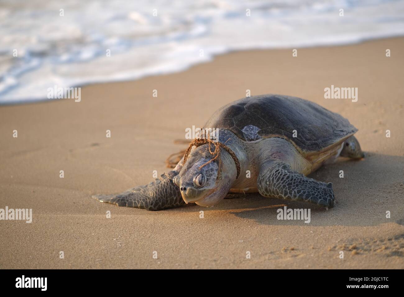 Dead sea turtle fishing fisherman rope fishing nets marari beach ...