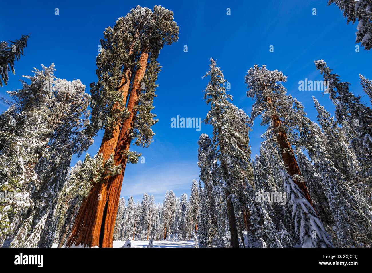 Giant sequoia national monument in hi-res stock photography and images ...