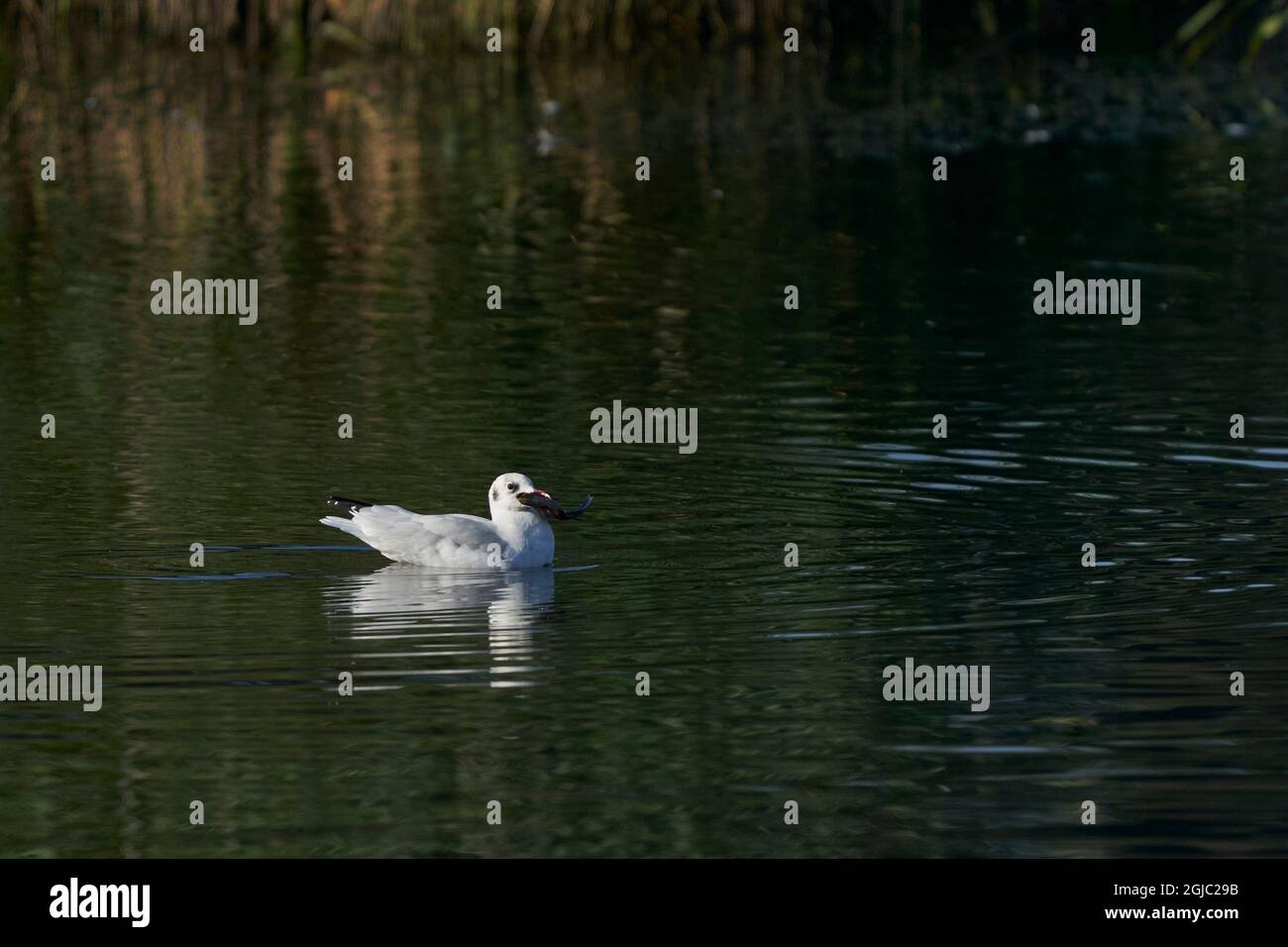 Gull caught a fish hi-res stock photography and images - Alamy