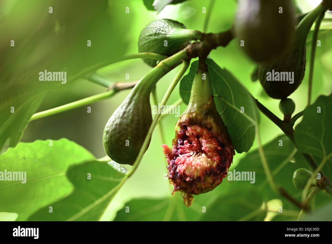 Figtree hi-res stock photography and images - Alamy