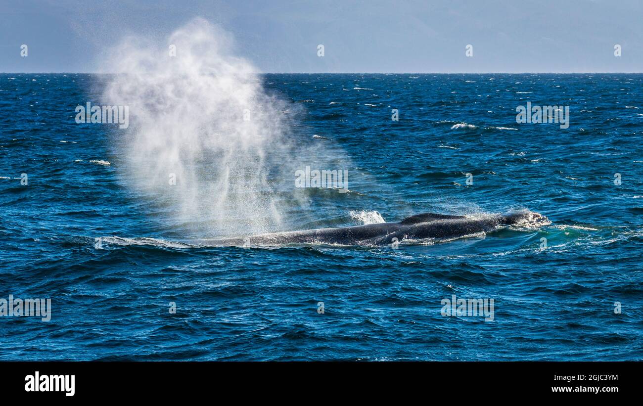 Blue whale channel island hi-res stock photography and images - Alamy