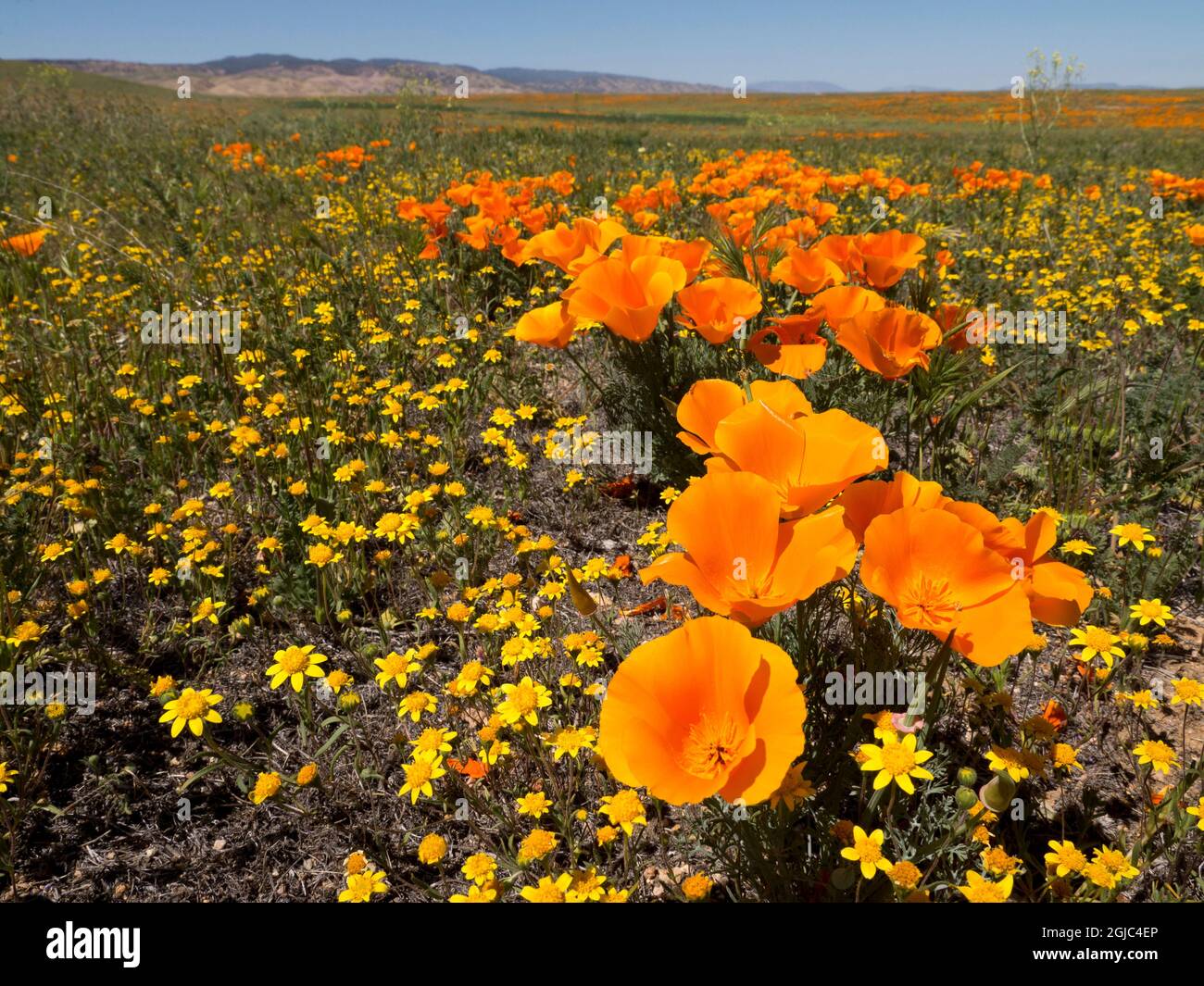 California poppy, Antelope Valley California Poppy Reserve State ...
