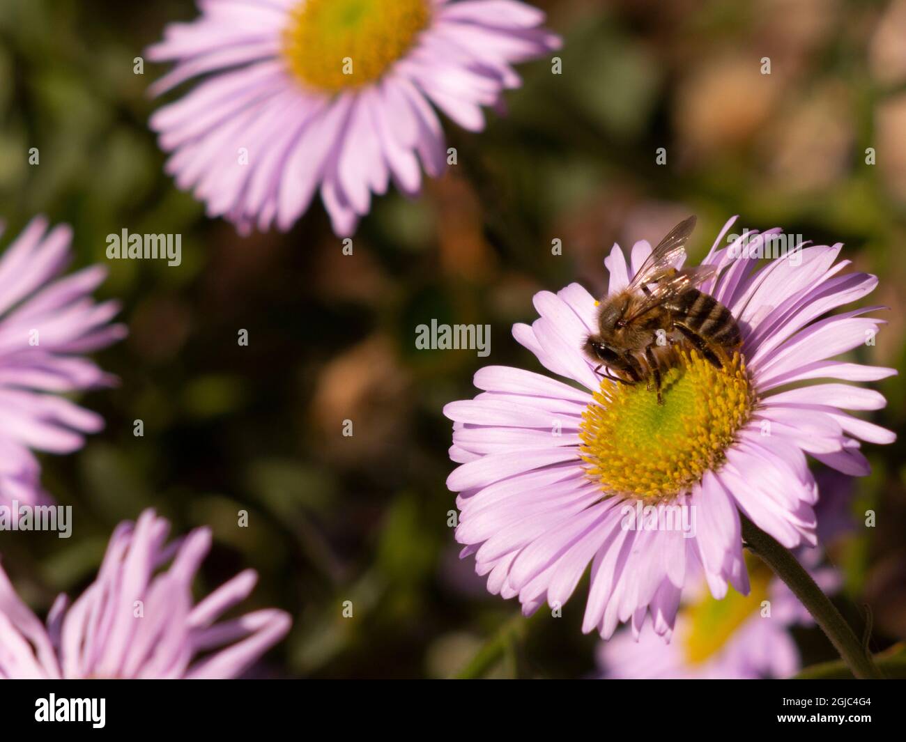 Honeybee on seaside daisy, native plant of California, Los Angeles ...