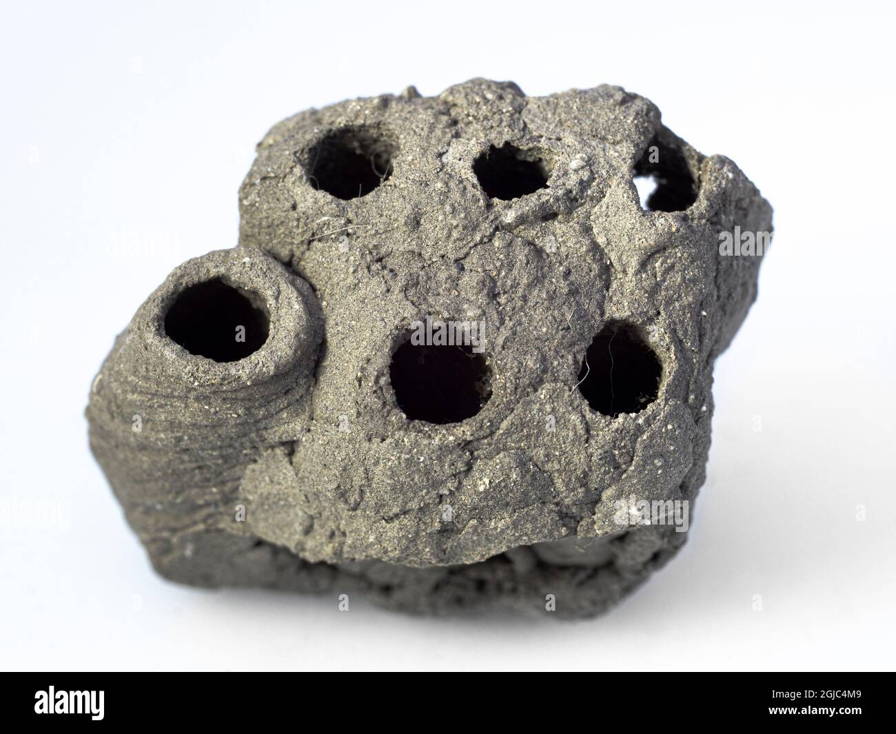 Wasp mud dauber nest hi-res stock photography and images - Alamy