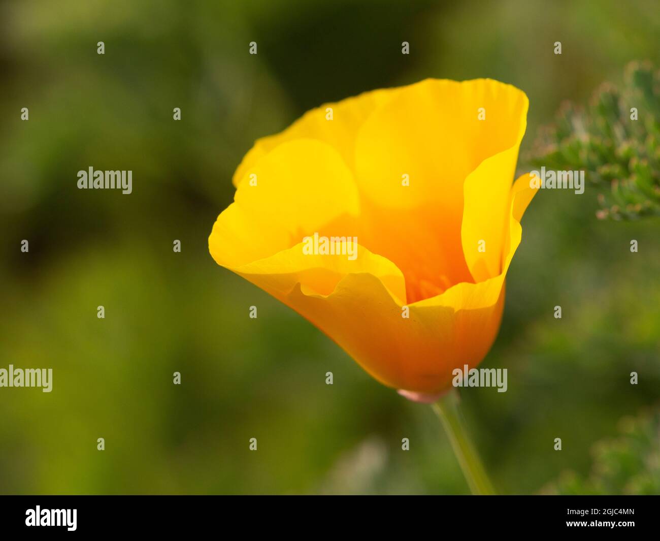 California poppy in Los Angeles garden, California Stock Photo - Alamy