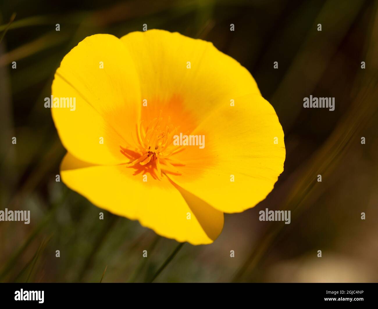 California poppy in Los Angeles garden, California Stock Photo - Alamy