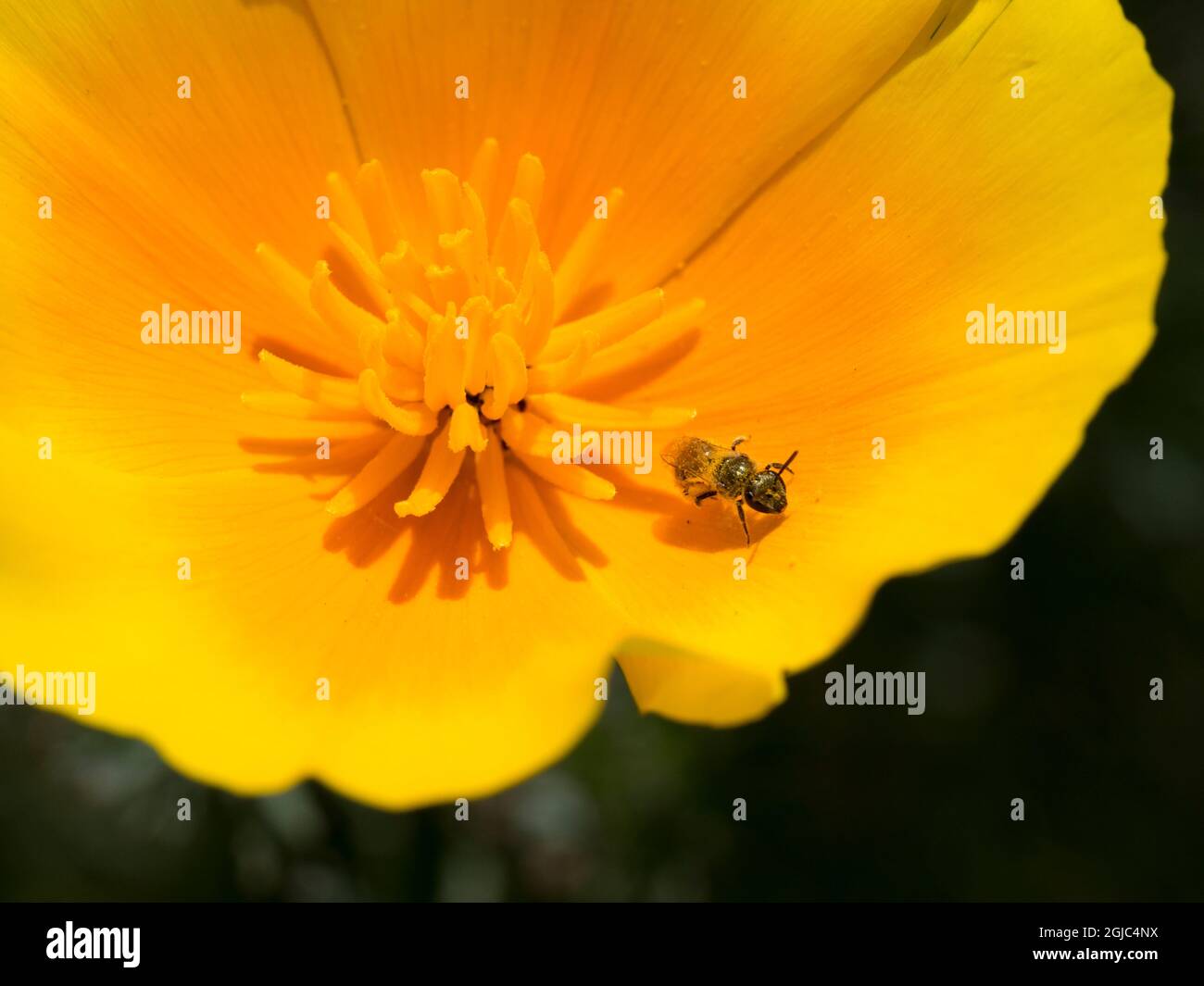 California poppy with native bee in Los Angeles, California Stock Photo ...