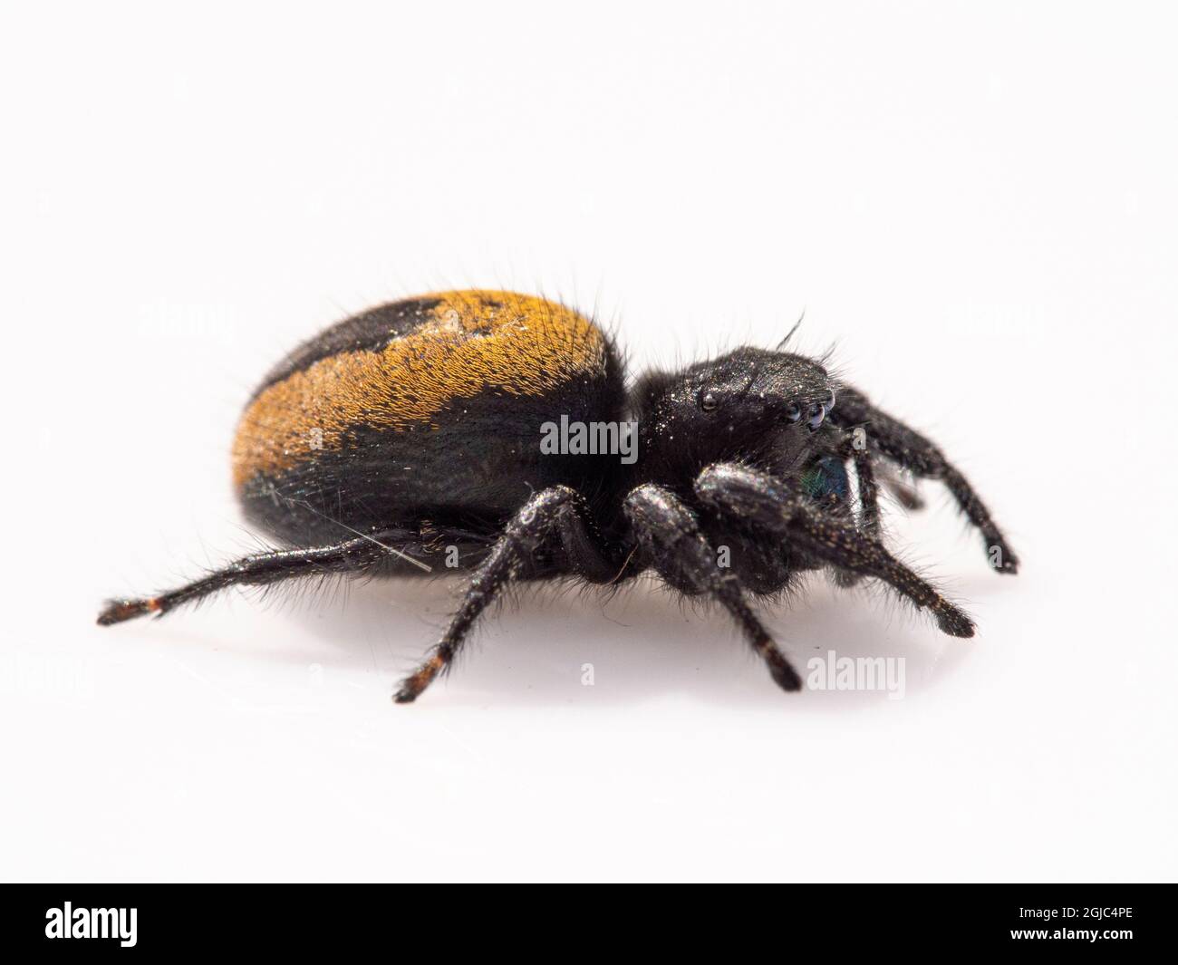 Male red jumping spider, Los Angeles, California Stock Photo - Alamy