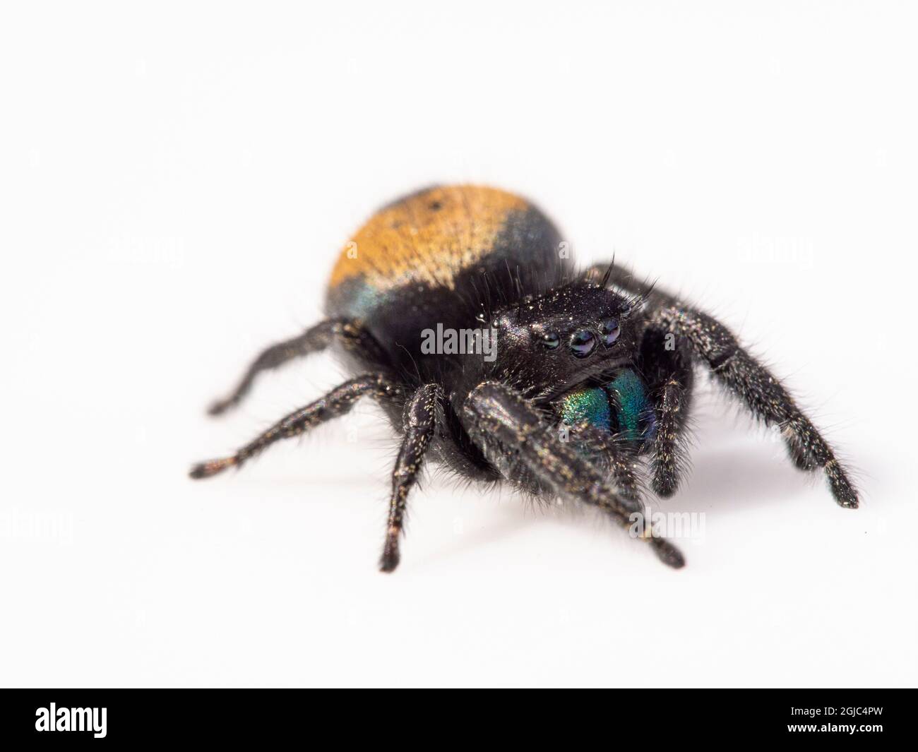 Los angeles Cut Out Stock Images & Pictures - Alamy