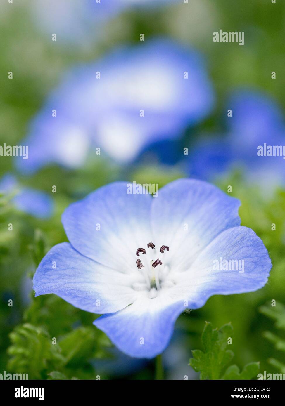 Baby blue eyes in bloom, southern California Stock Photo - Alamy