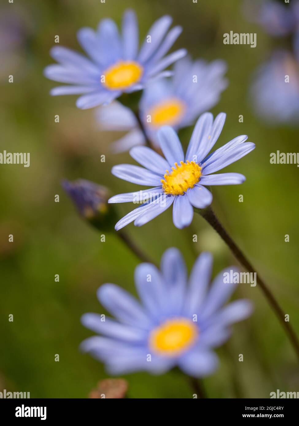 Blue felicia daisy in garden, Los Angeles, California Stock Photo - Alamy