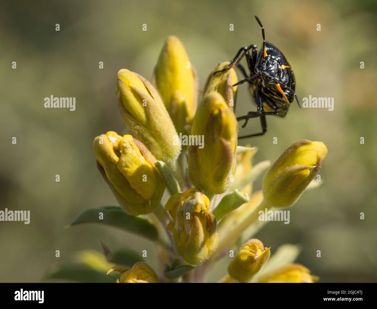 Harlequin bug (true bug) on bladderpod flower buds, Southern California ...
