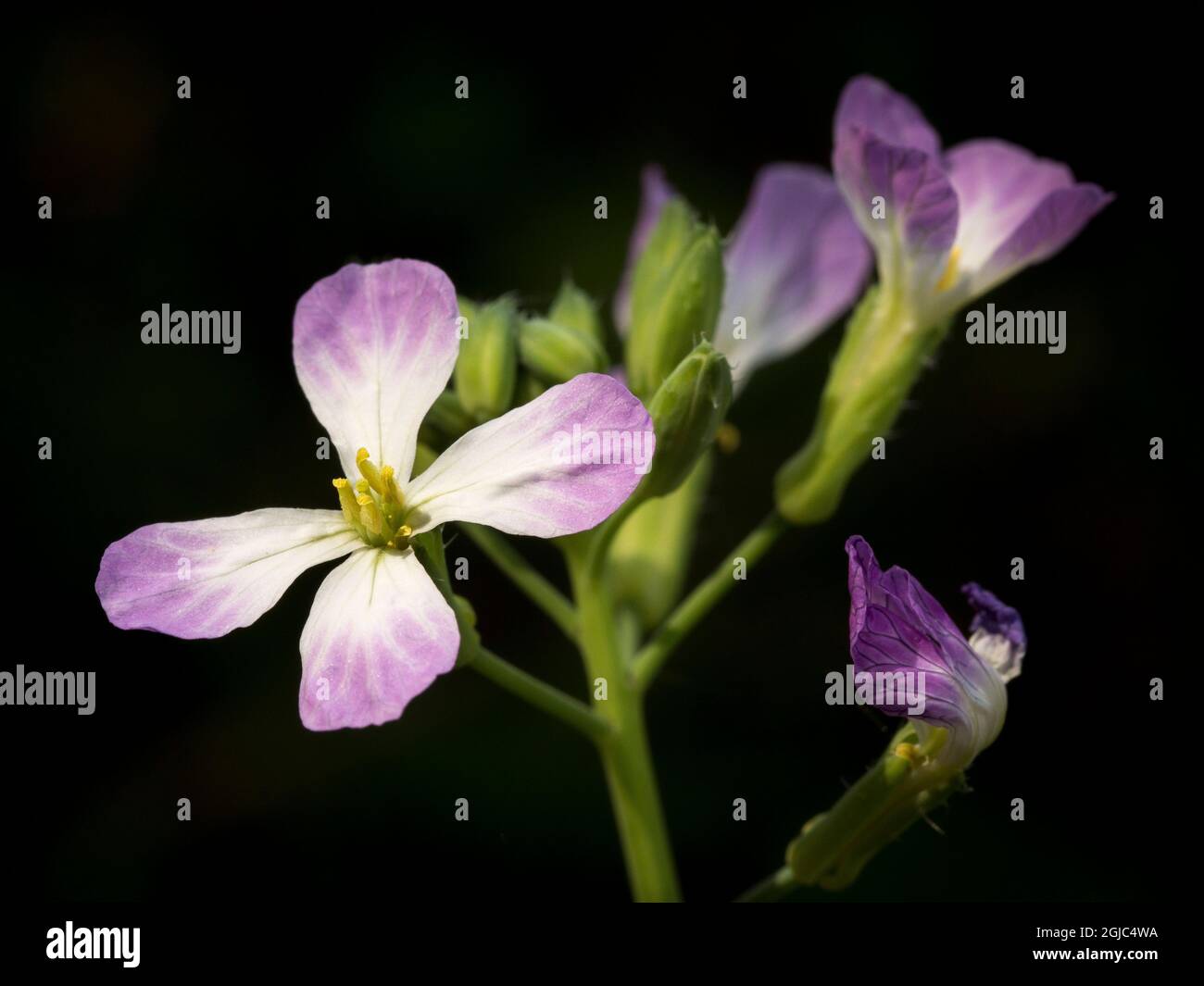 Wild radish (not native) flowers, Los Angeles, California. Tends to be ...
