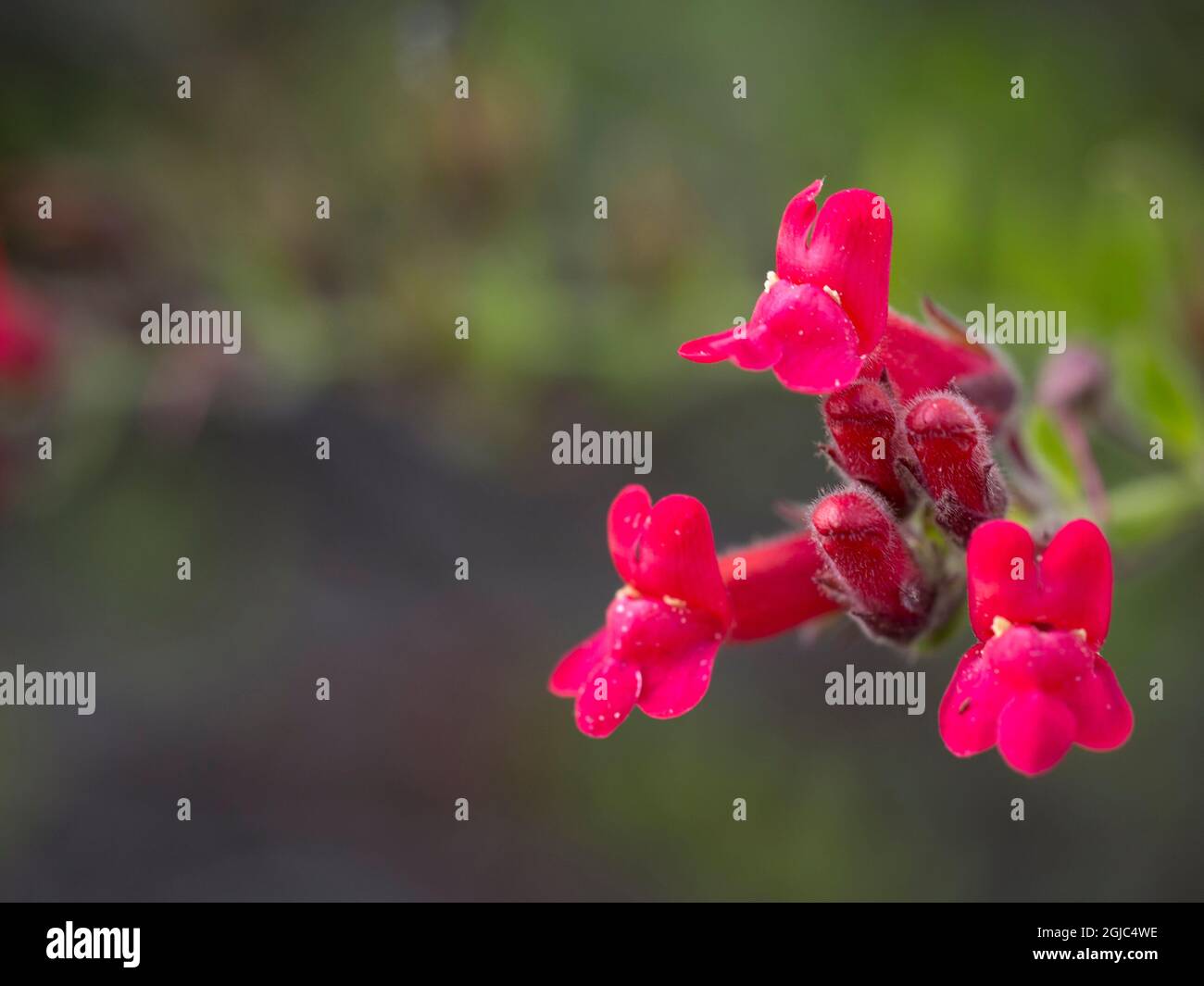 California island snapdragon in spring native plants garden, Los ...
