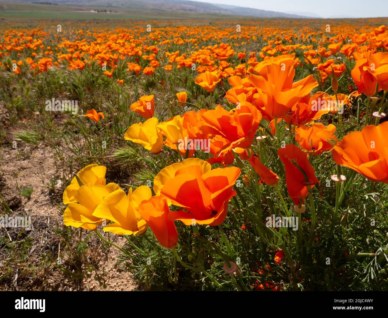 California poppy, Antelope Valley California Poppy Reserve State ...