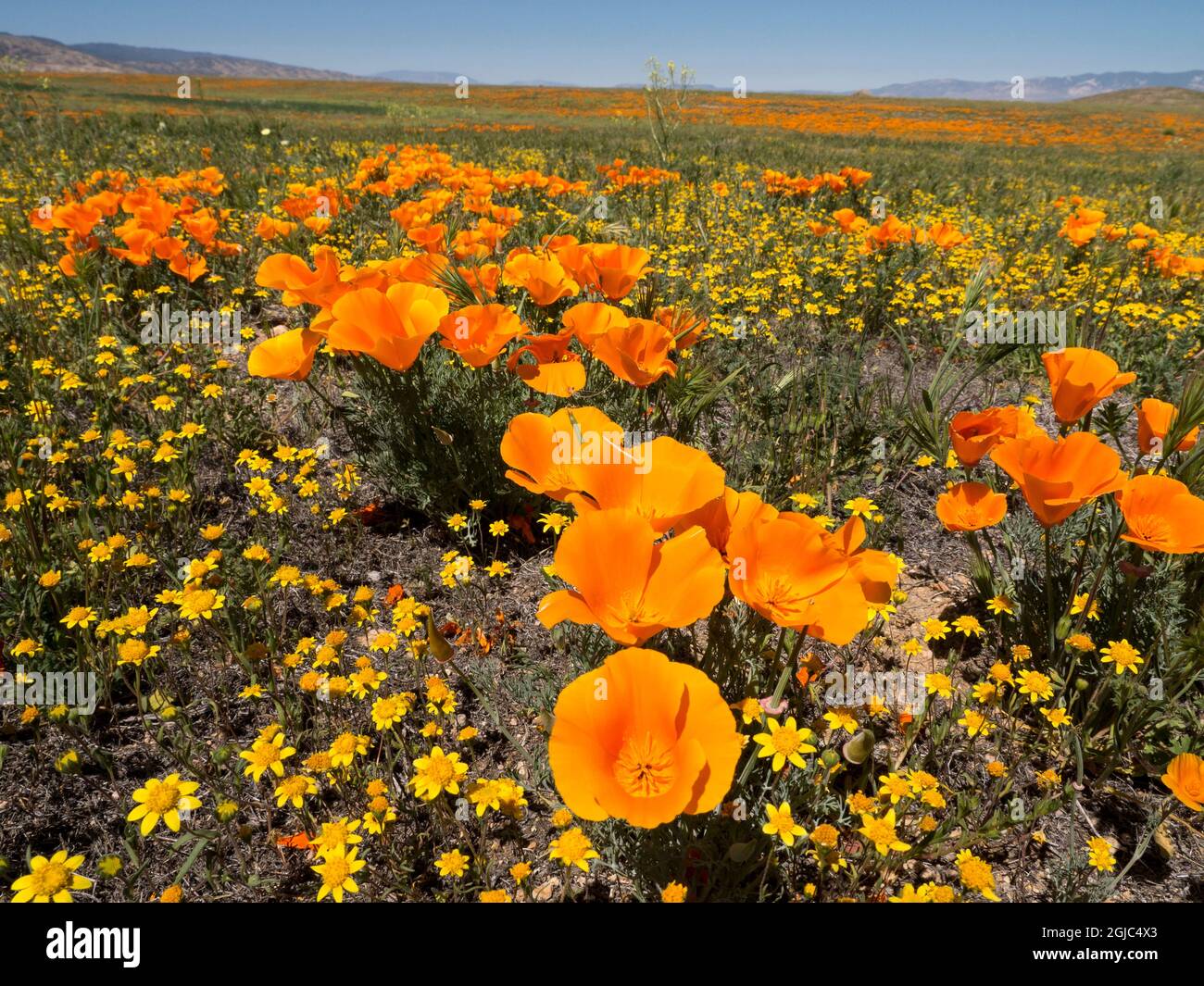 California poppy, Antelope Valley California Poppy Reserve State ...
