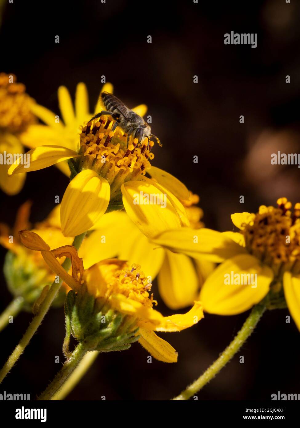 California native bee hi-res stock photography and images - Alamy