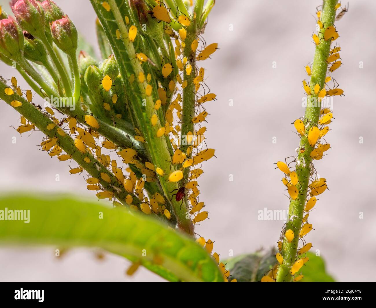 Abundance of aphids on milkweed plant, Los Angeles, California Stock ...