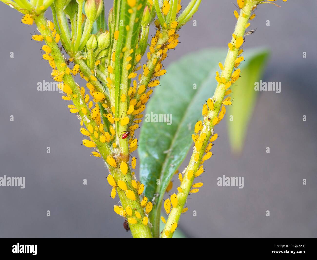 Abundance of aphids on milkweed plant, Los Angeles, California Stock ...
