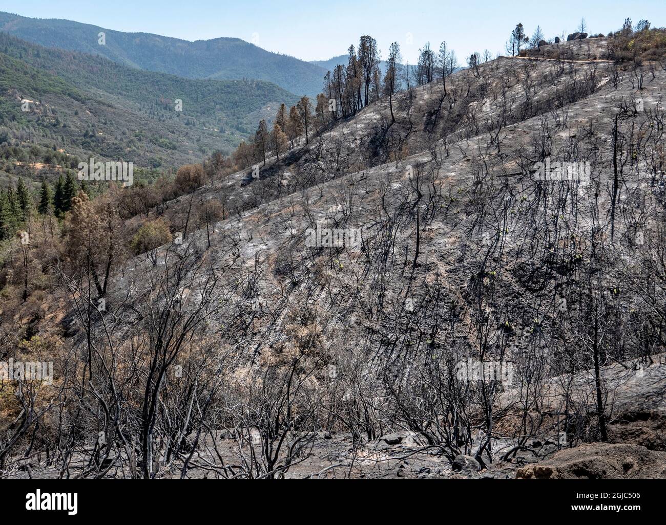 Burned forest and chaparral from 'Camp Fire' in Southern Sierra Nevada ...