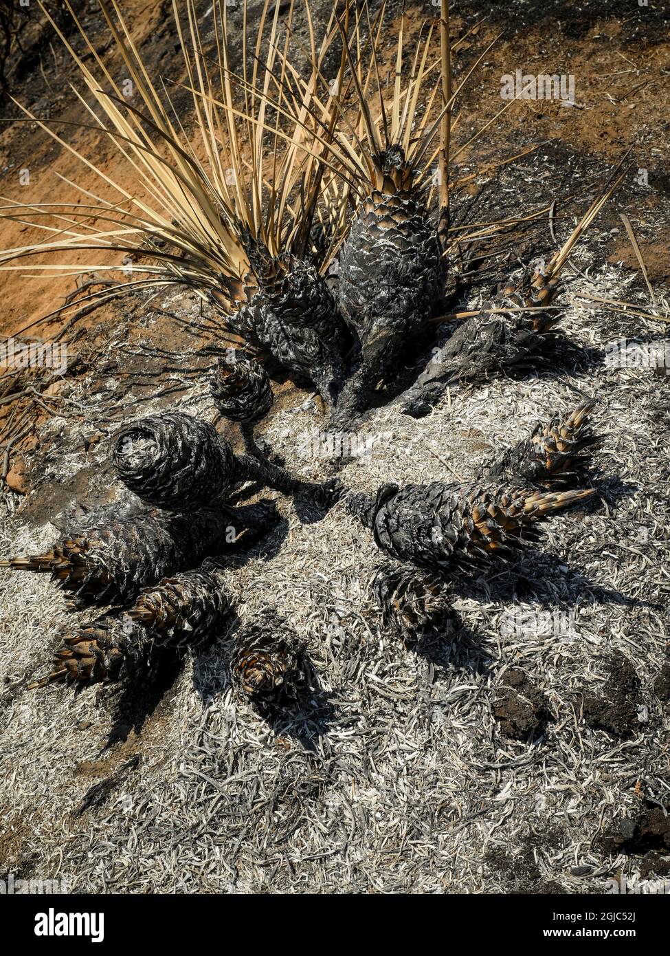Dead yucca, effects of wildfire in Southern Sierra Nevada Mountains ...