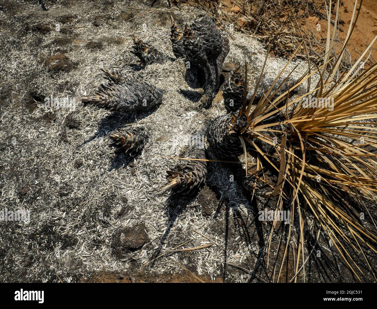 Dead yucca, effects of wildfire in Southern Sierra Nevada Mountains ...