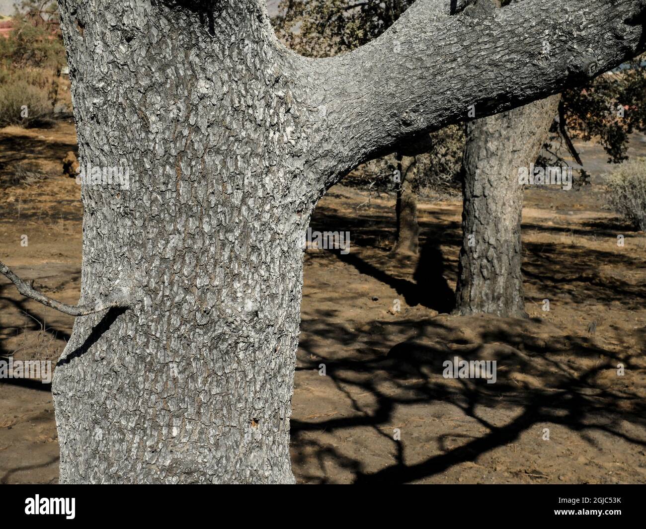 Dead oak, effects of wildfire in Southern Sierra Nevada Mountains, from ...