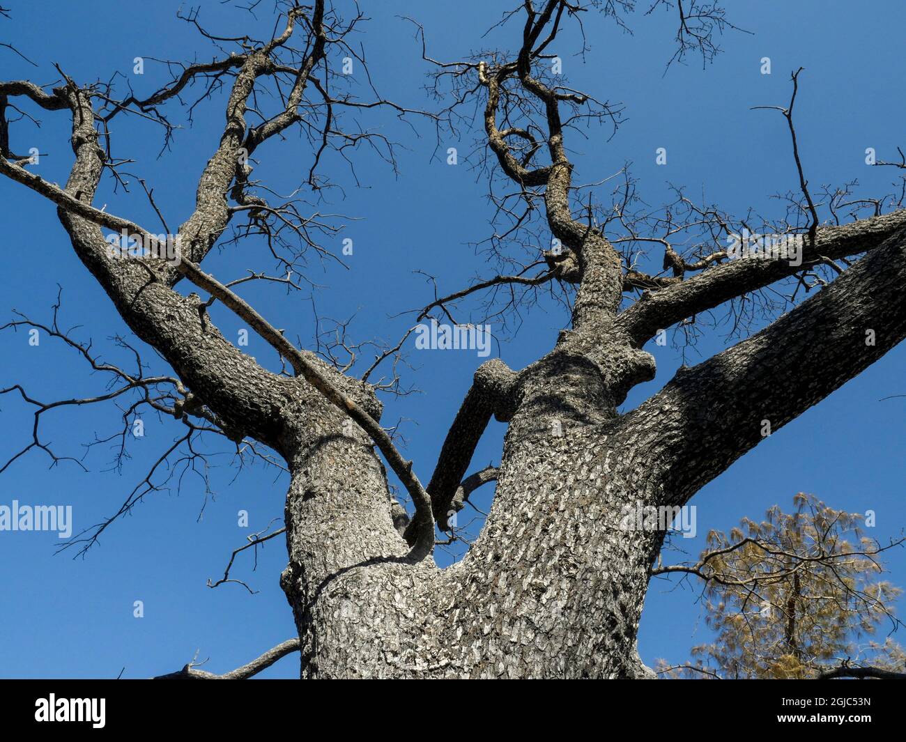 Dead oak, effects of wildfire in Southern Sierra Nevada Mountains, from ...