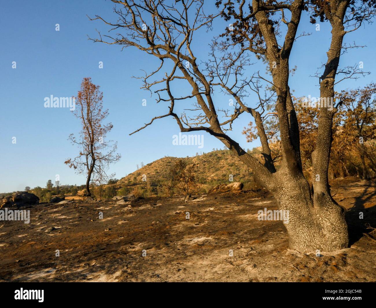 Dead digger pine and oak, effects of wildfire in Southern Sierra Nevada ...