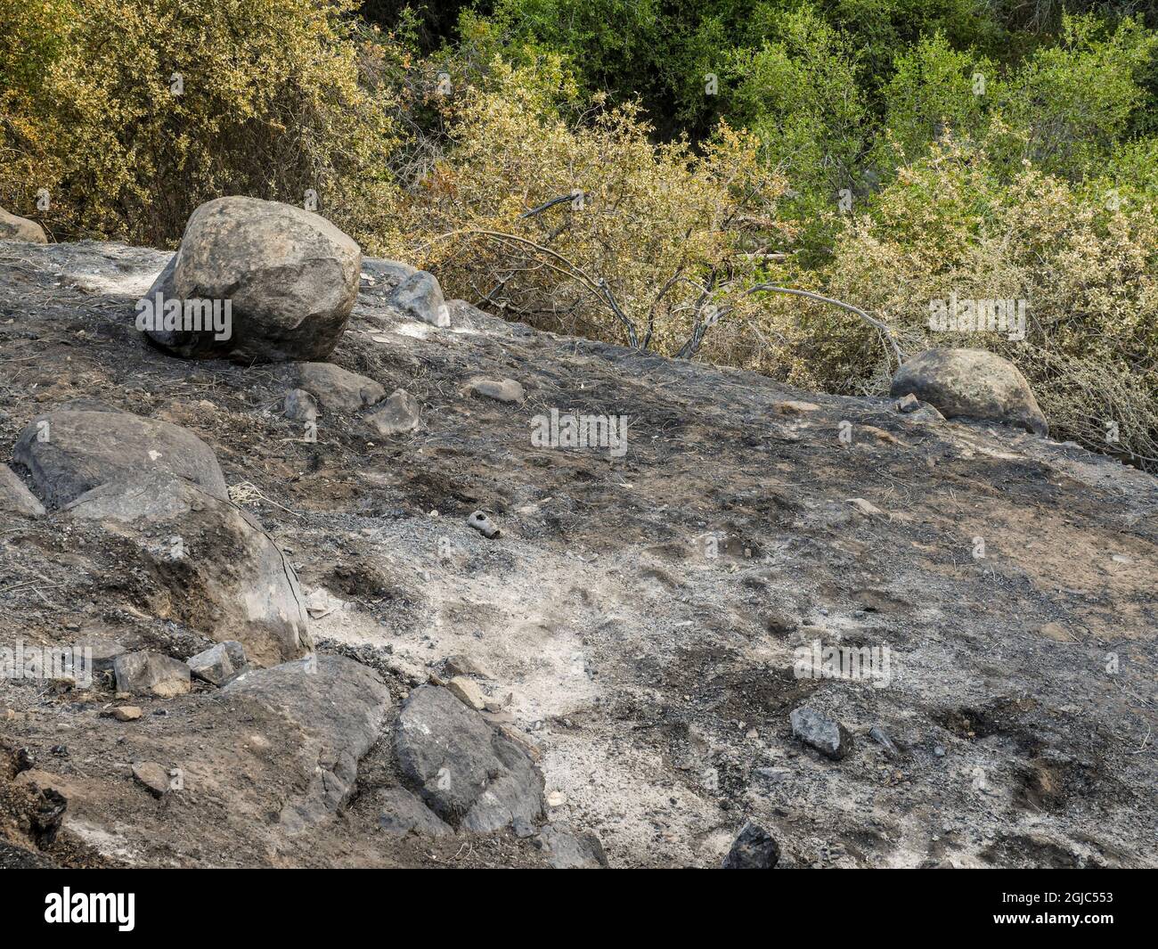 Plants in foreground vaporized by heat, effects of wildfire in Southern ...
