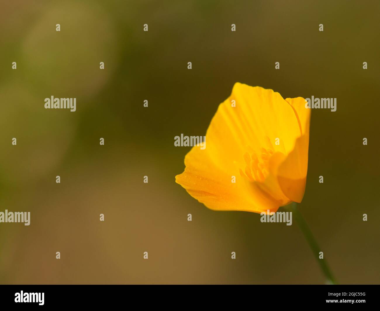 California poppy, Southern California, Los Angeles Stock Photo - Alamy