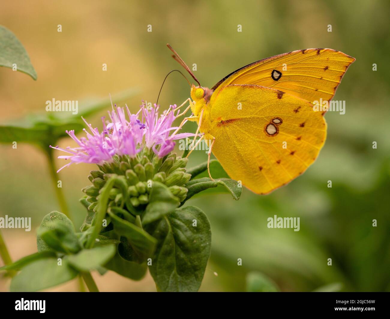 Dogface butterfly, California state insect Stock Photo - Alamy