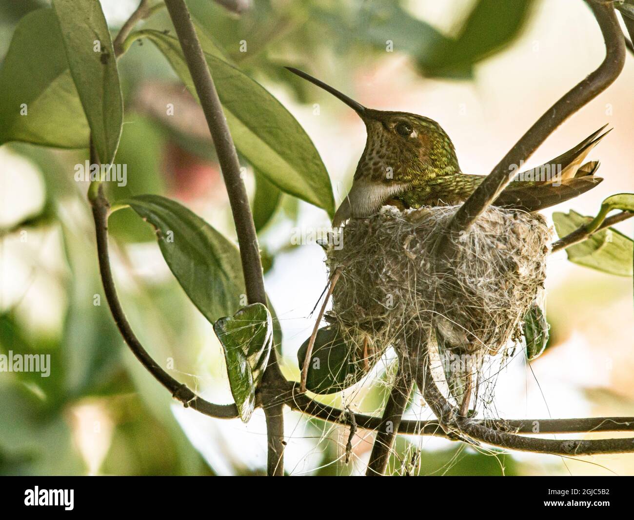 Mother on Anna's hummingbird nest in bougainvillea vine, Los Angeles ...