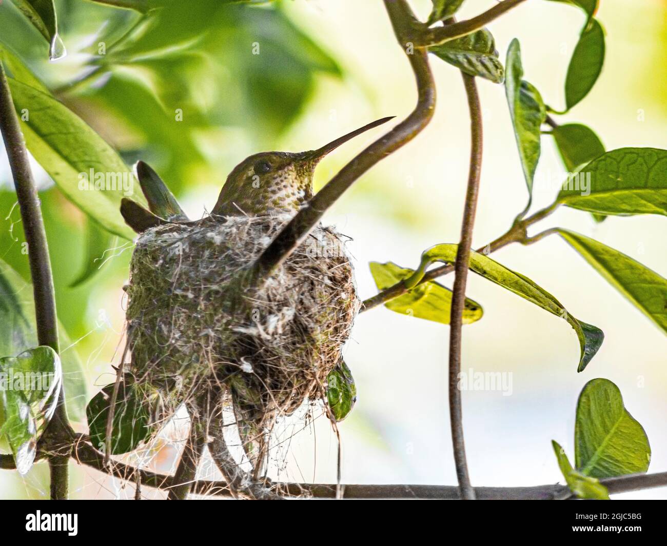 Mother on Anna's hummingbird nest in bougainvillea vine, Los Angeles ...