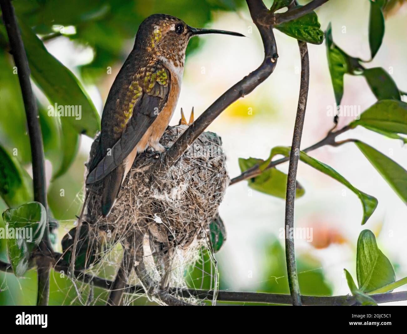 Mother with young, Anna's hummingbird nest in bougainvillea vine, Los ...
