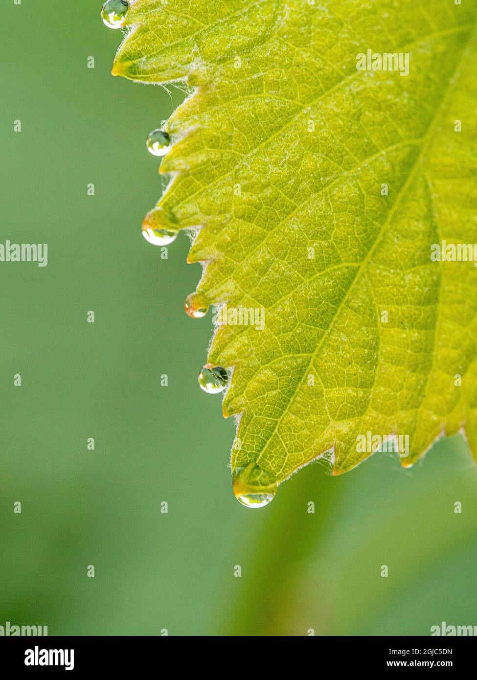 Guttation hi-res stock photography and images - Alamy