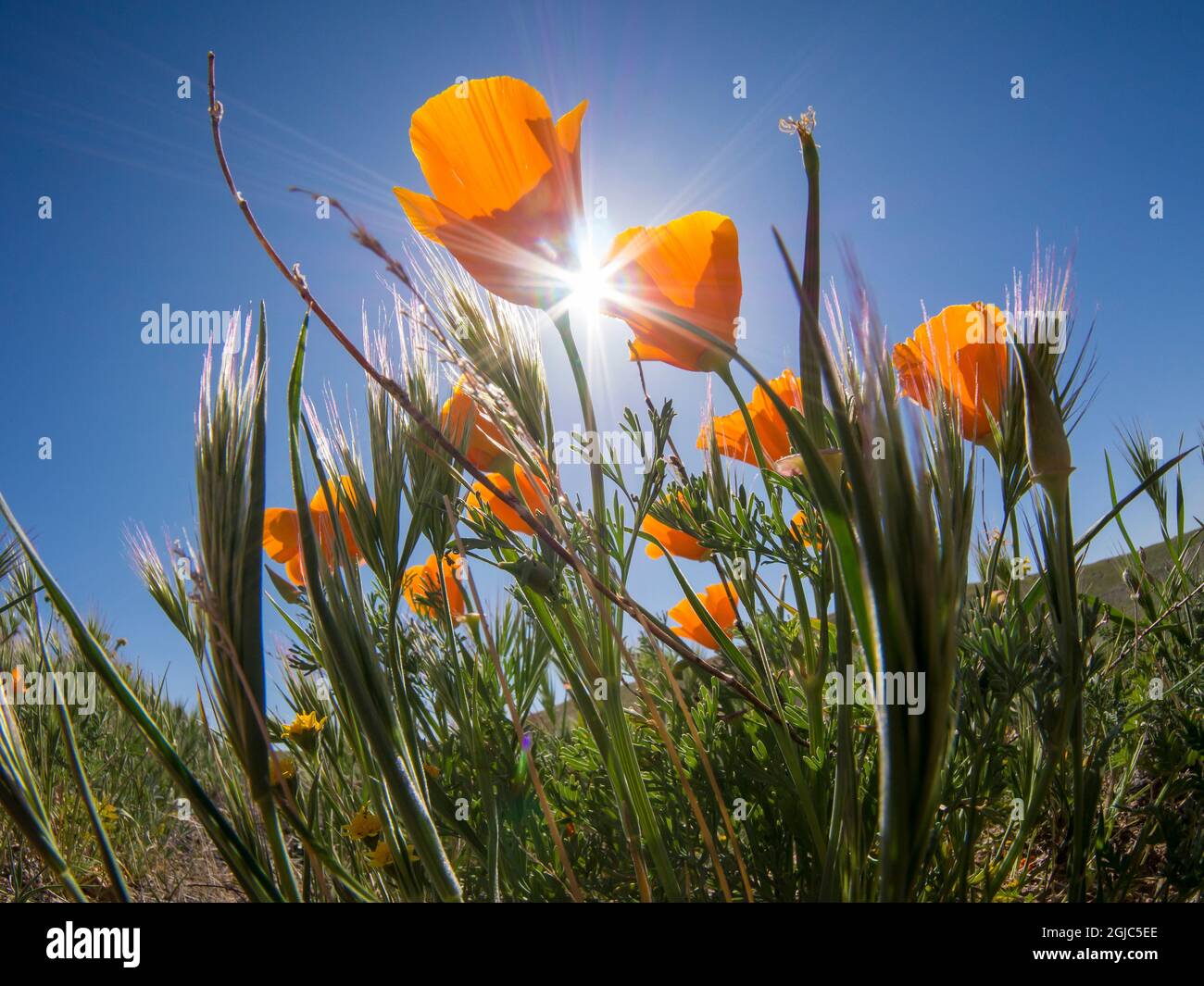 California poppy, Antelope Valley California Poppy Reserve State ...