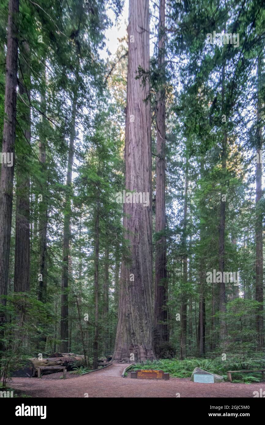 California, Humboldt Redwoods State Park, Founders Tree (Coast Redwood ...