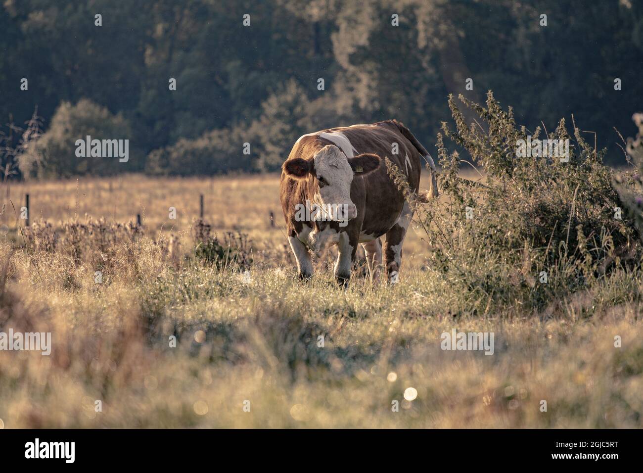 Cow in the field Stock Photo - Alamy