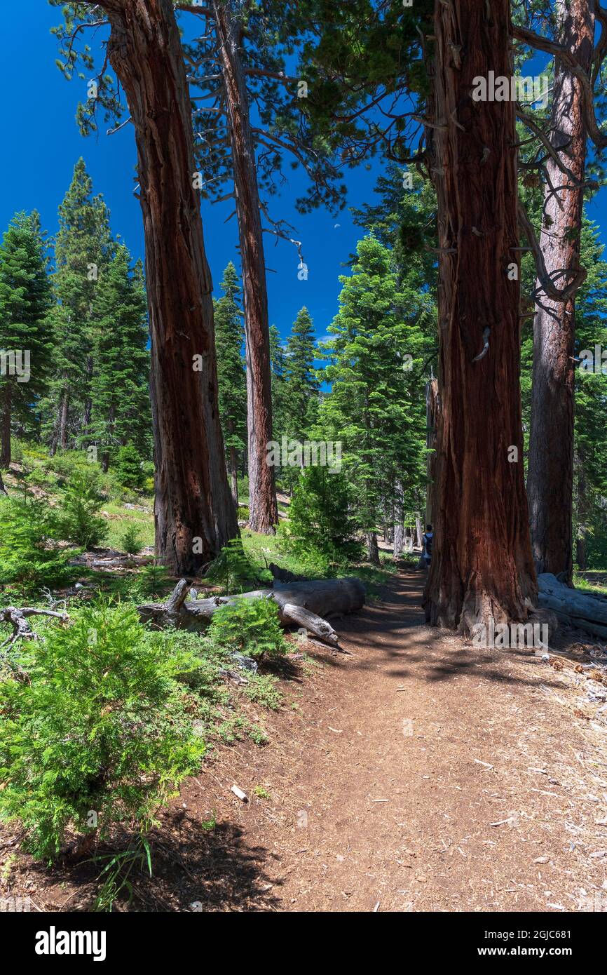 A hiker stopped on the Rainbow Trail heading to Fallen Leaf Lake ...