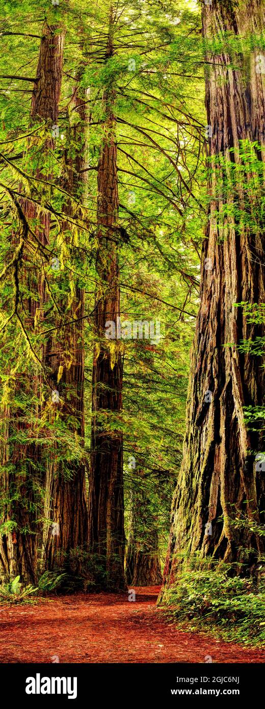 Vertical panoramic of giant Redwood trees in Redwood National Park ...