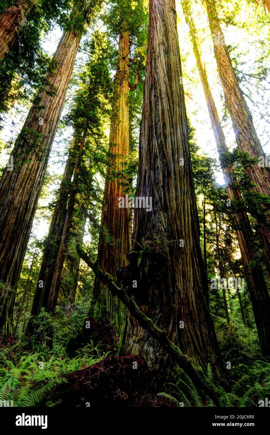 The tallest trees in the world in Redwood National Park in California ...