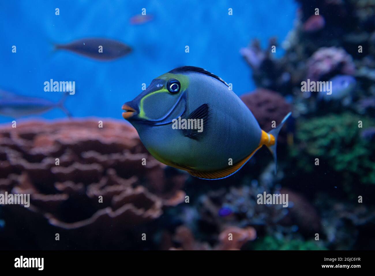 Monterey bay aquarium california hi-res stock photography and images ...