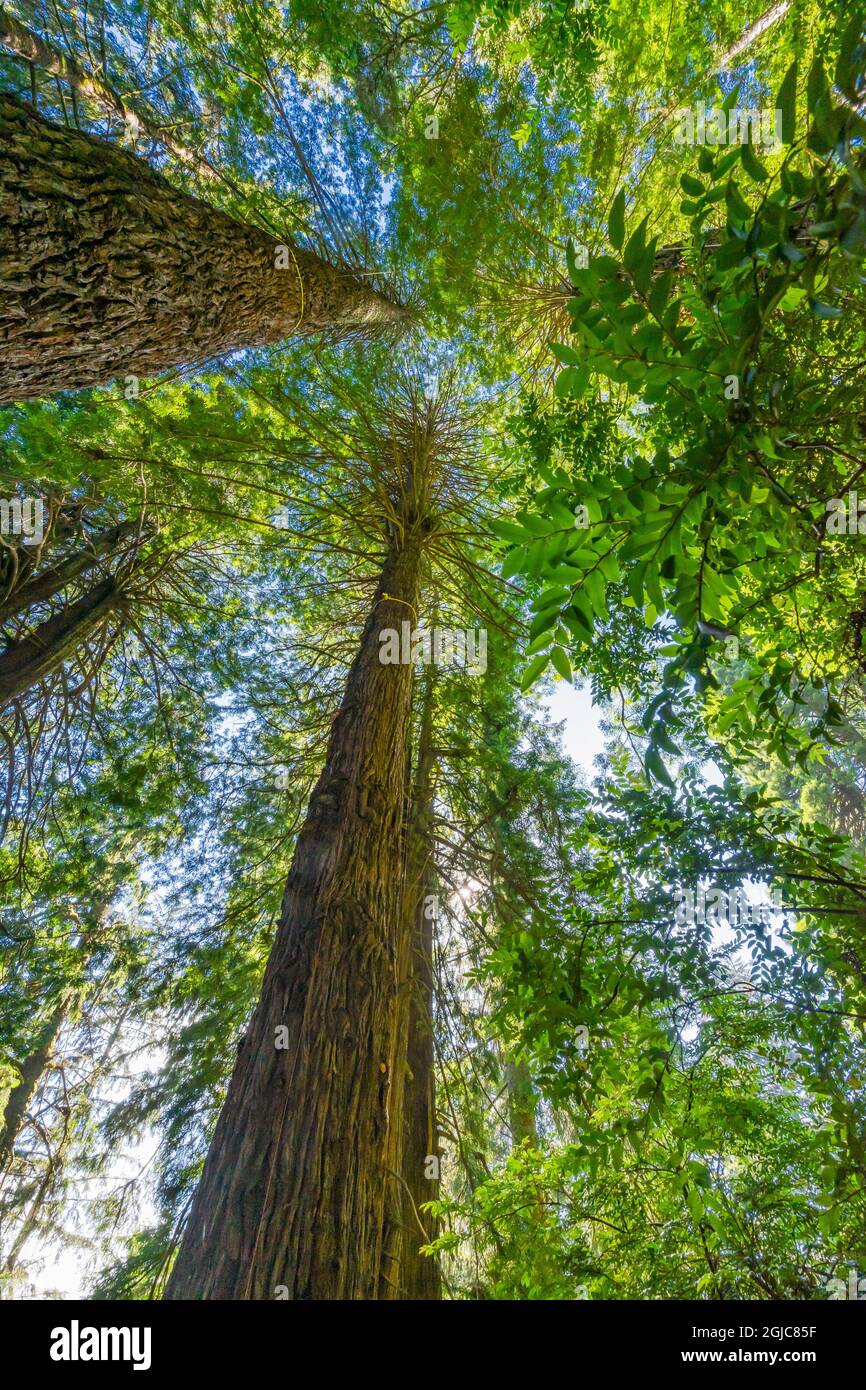 Green towering tree, Redwoods National Park, Newton B Drury Drive ...