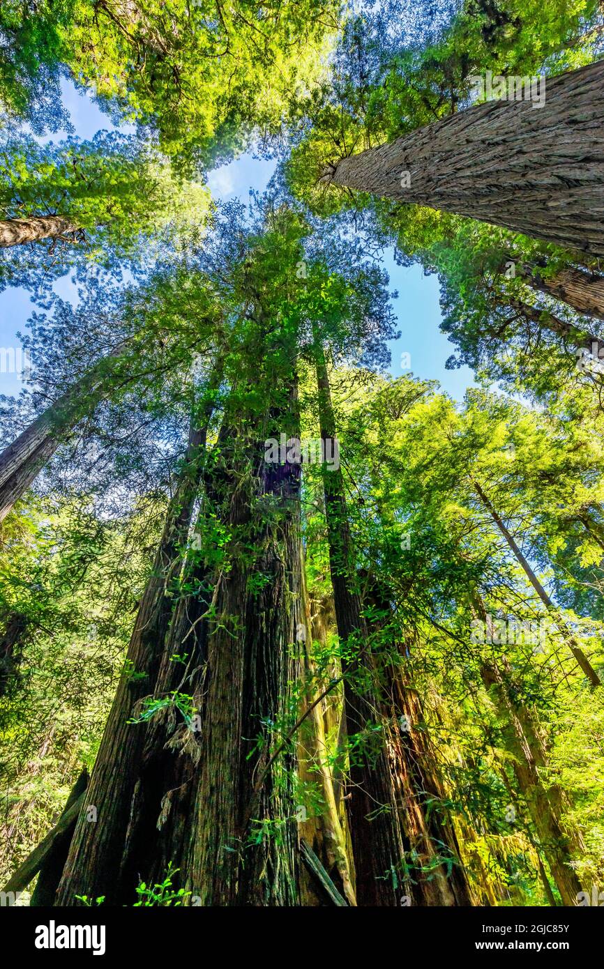 Green towering tree, Redwoods National Park, Newton B Drury Drive ...