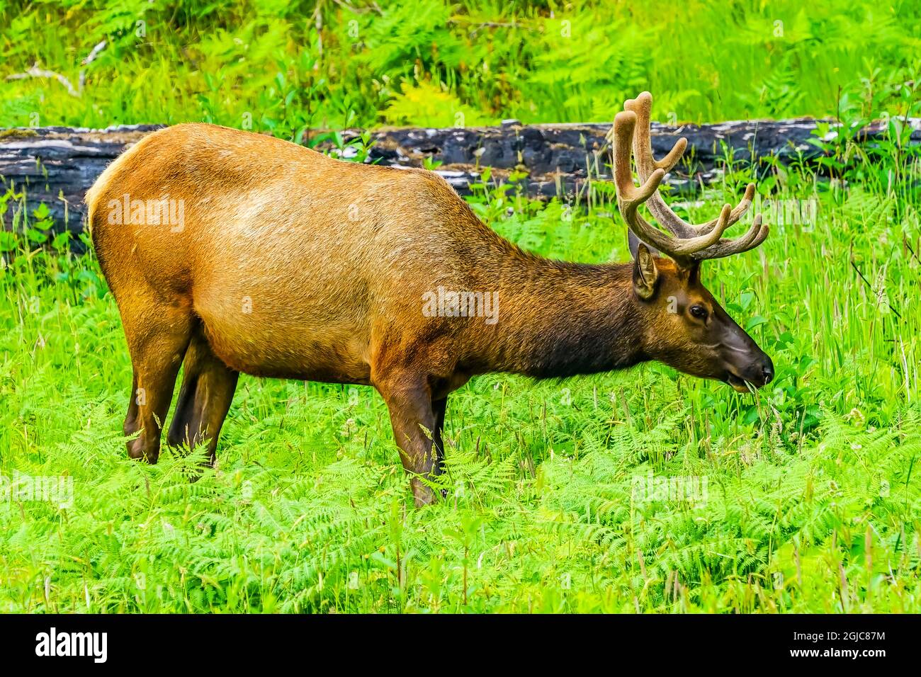 Large Male Elk Redwoods National Park, Newton B Drury Drive, Crescent ...