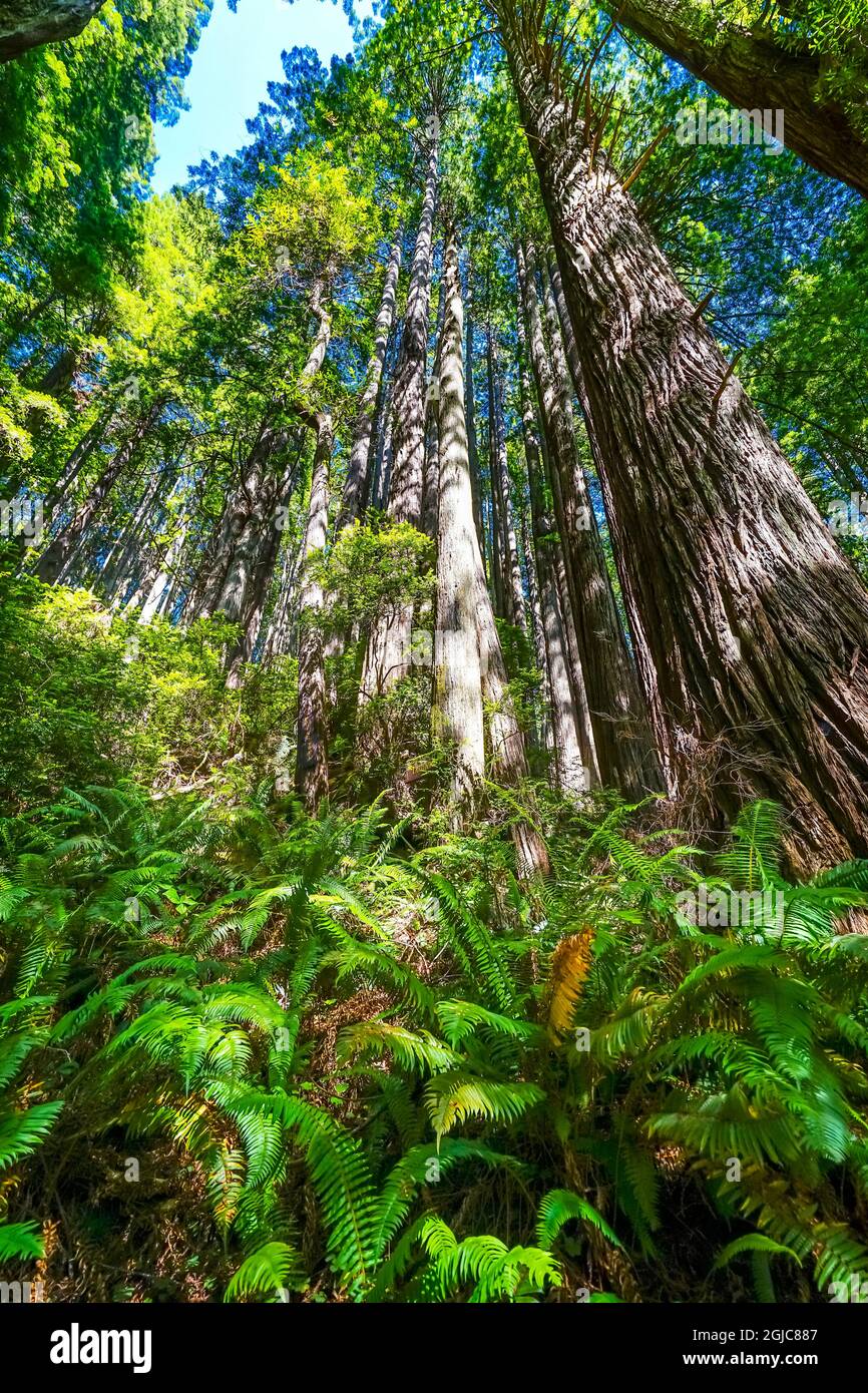 Green towering Redwoods Ferns, Newton B Drury Drive, Crescent City ...