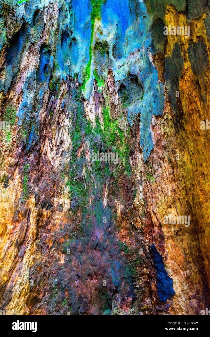 Colorful tree bark, Redwoods National Park, Newton B Drury Drive ...