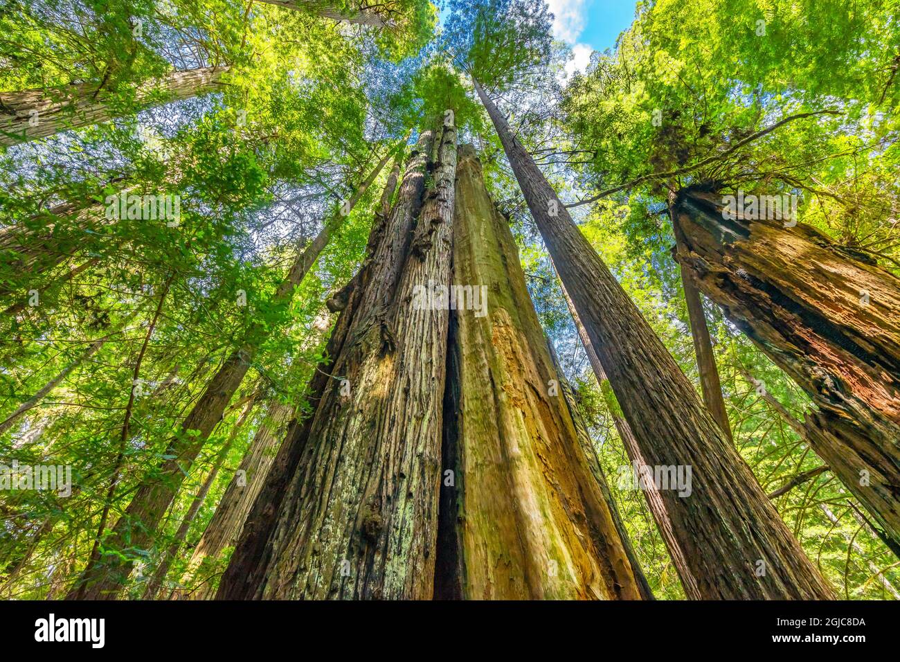 Green towering tree, Redwoods National Park, Newton B Drury Drive ...